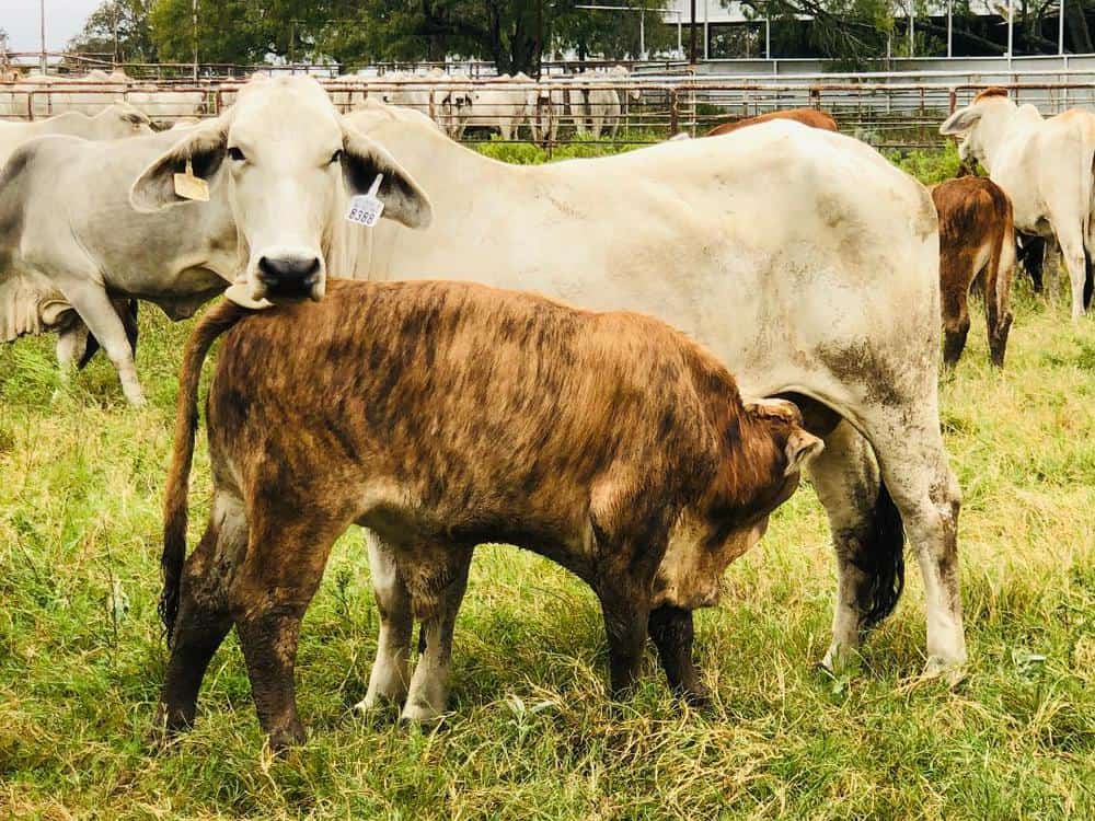 Located on the Lucas Creek Ranch near McCoy, Texas.